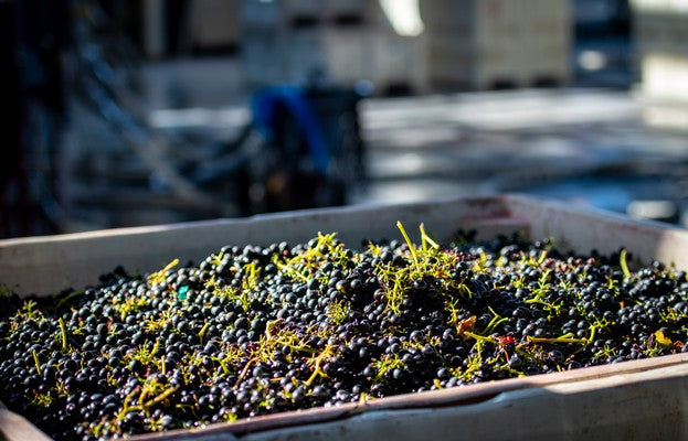 Women Behind the Wine: Meet the Women on Our Winemaking Team